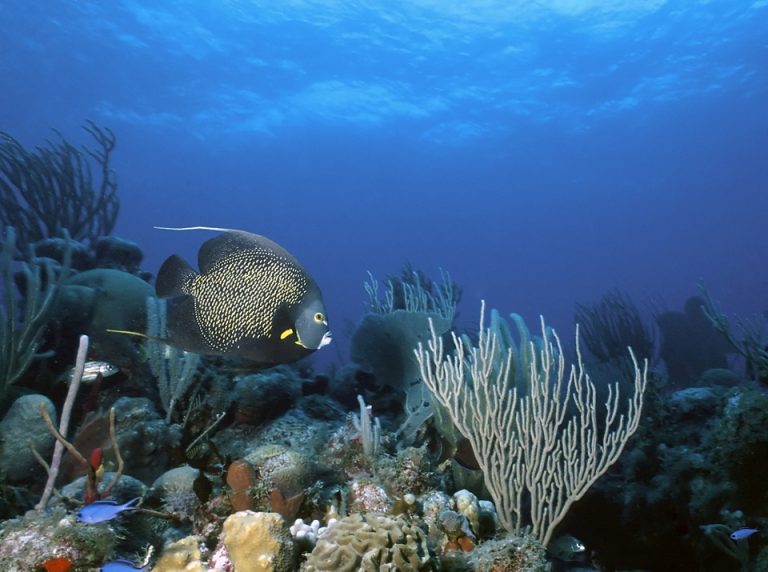 A Guide to Fishing in Placencia Belize